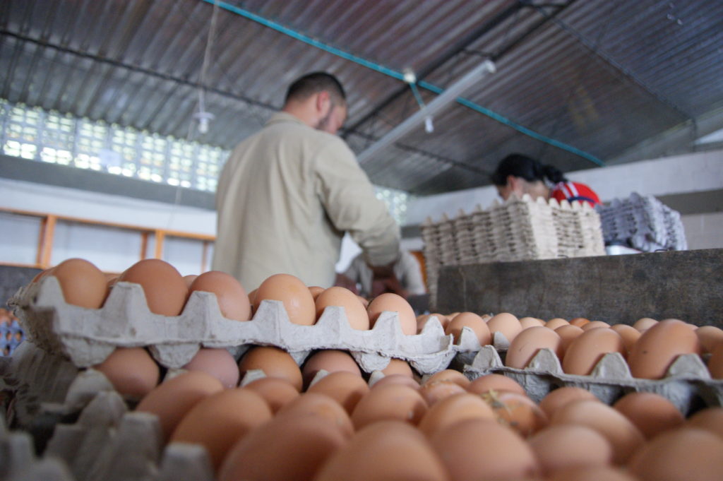 Por qué los científicos creen que el huevo es un alimento mágico