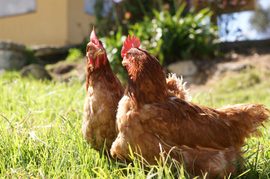 Galeria - Avicola de Gallinas ponedoras