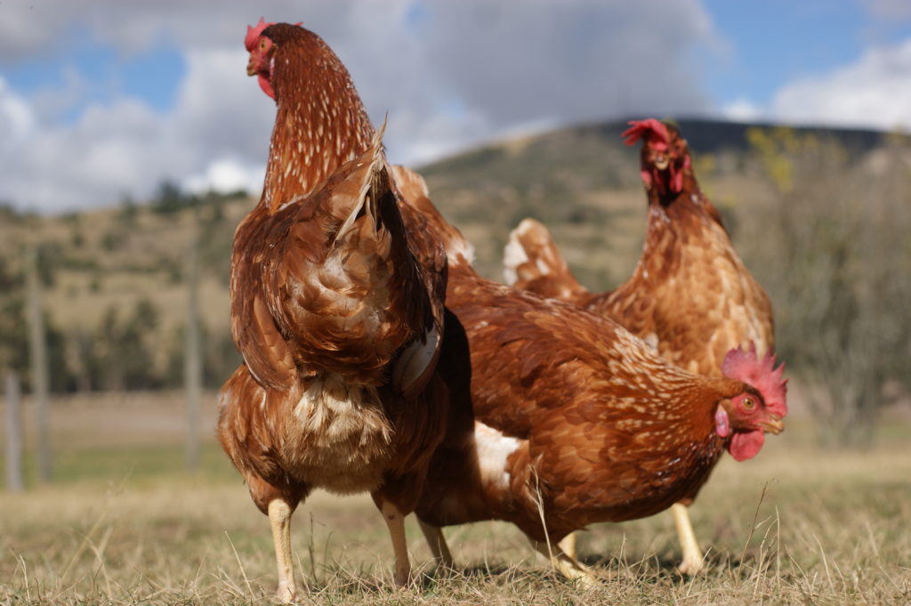 Galeria - Avicola de Gallinas ponedoras