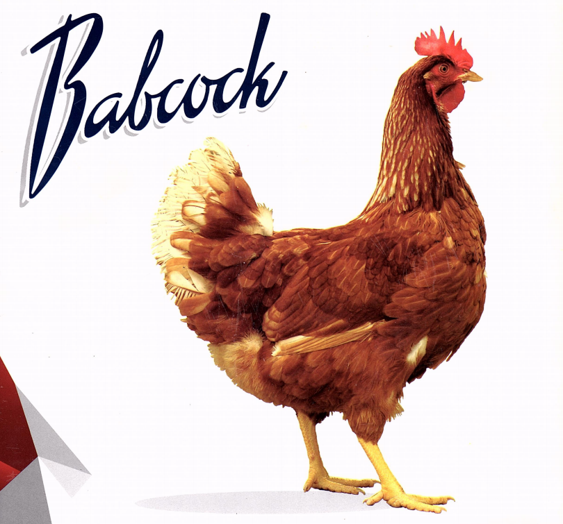 Babcock Brown - Avicola de Gallinas ponedoras