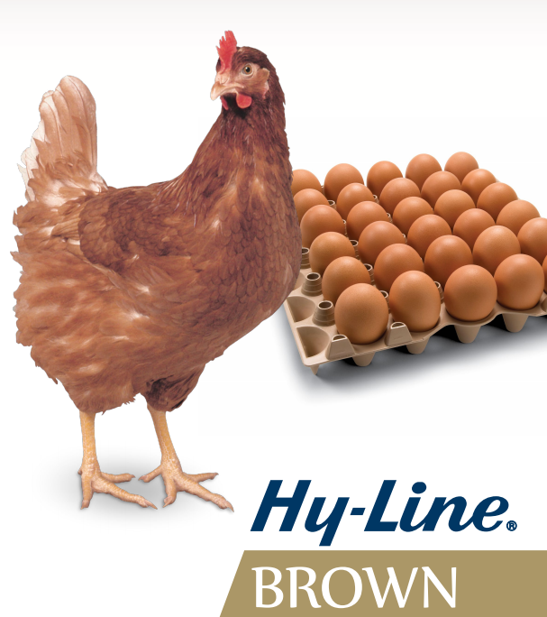 Hy-Line Brown - Avicola de Gallinas ponedoras